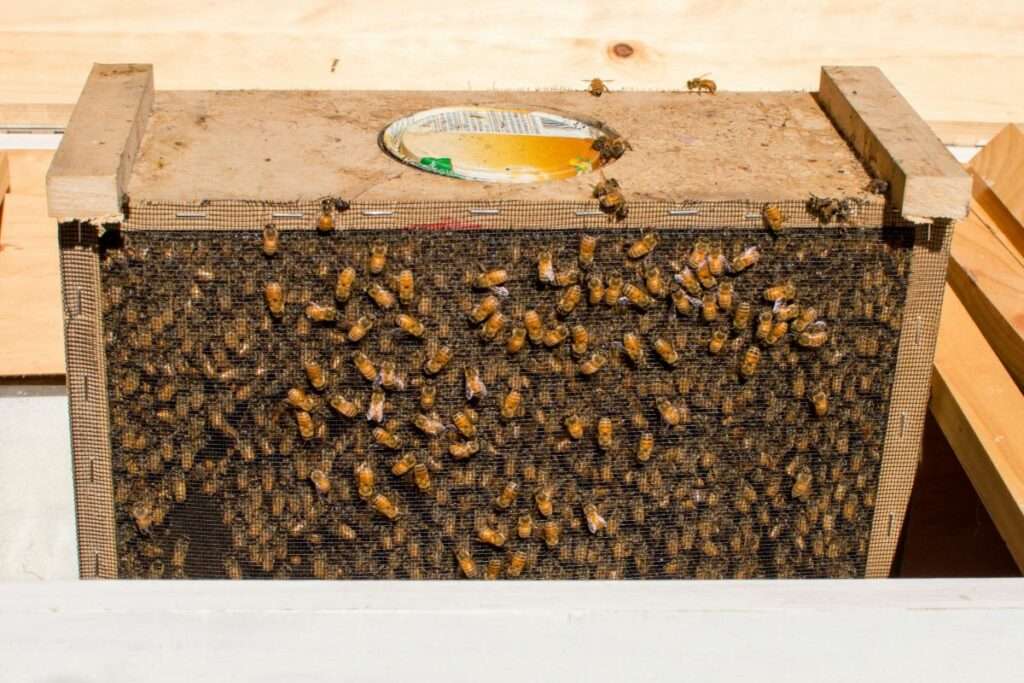 Colorado Top Bar Beehive: Everything You Need To Know - Aker